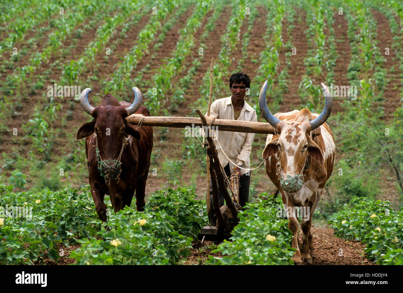 Small farm india High Resolution Stock Photography and Images - Alamy