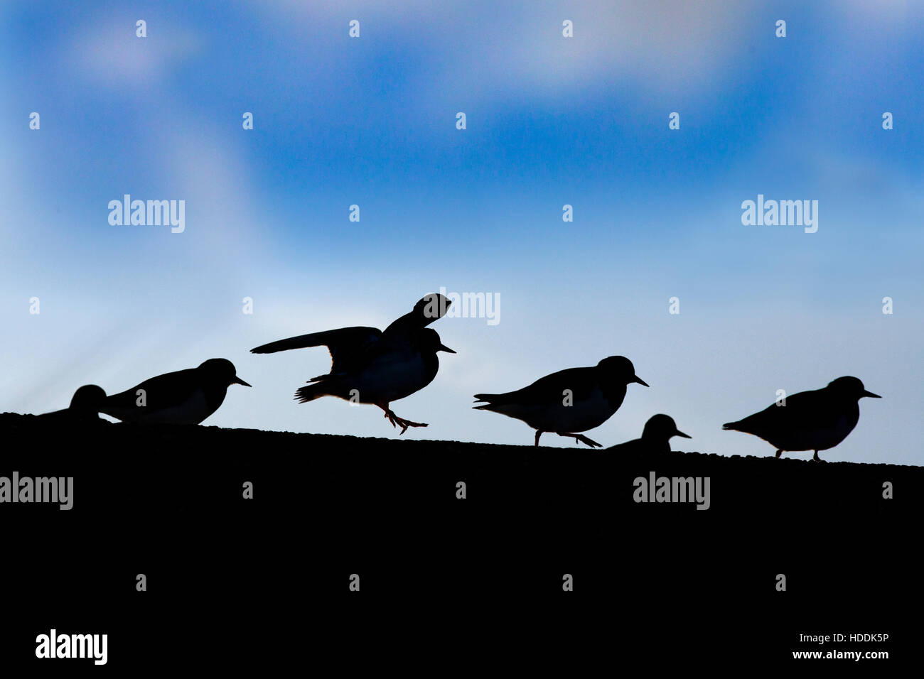 Migratory bird resting area hi-res stock photography and images - Alamy