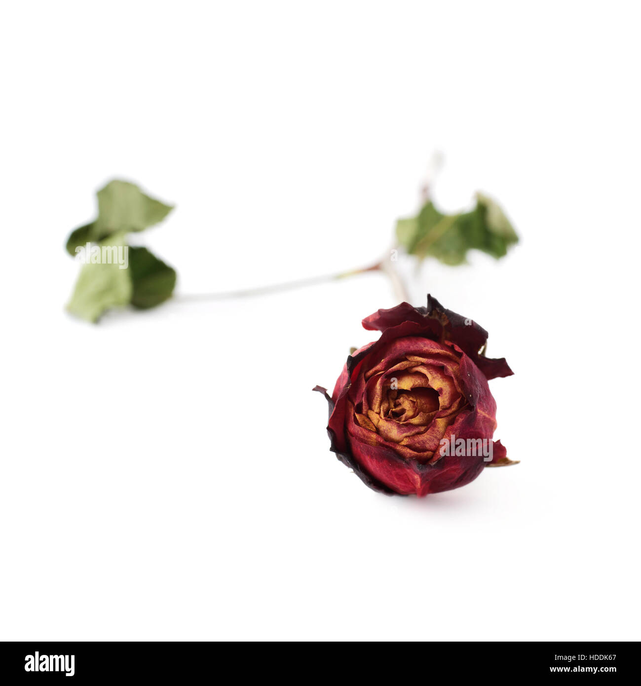 Dried red rose over the white isolated background Stock Photo - Alamy