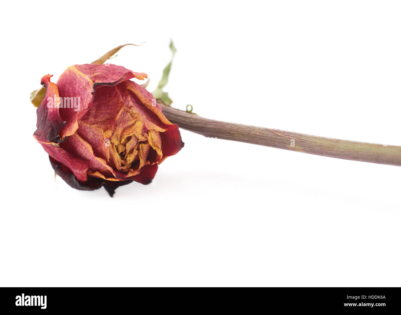 Dried red rose over the white isolated background Stock Photo - Alamy