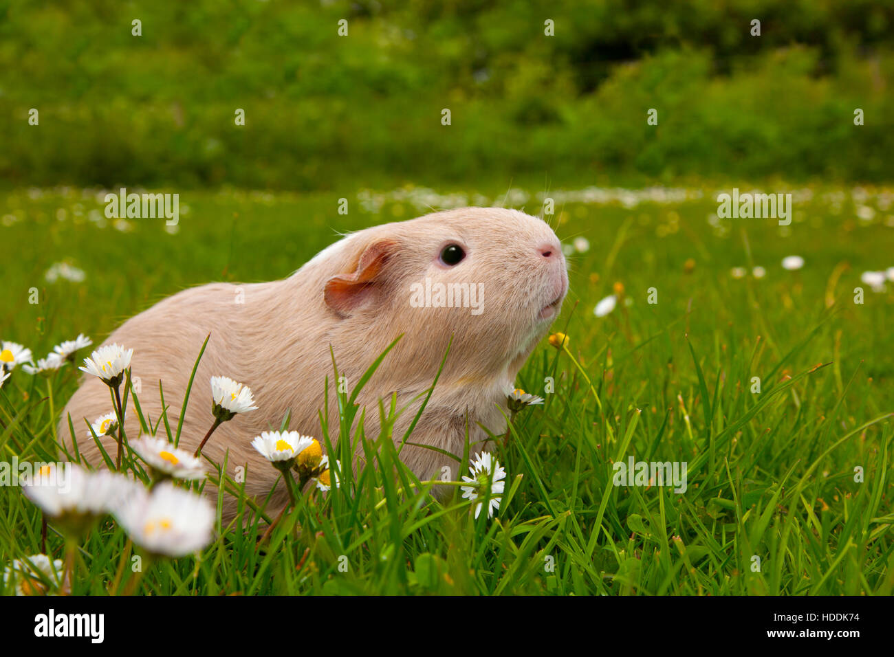 Guinea pig eating grass hi-res stock photography and images - Alamy