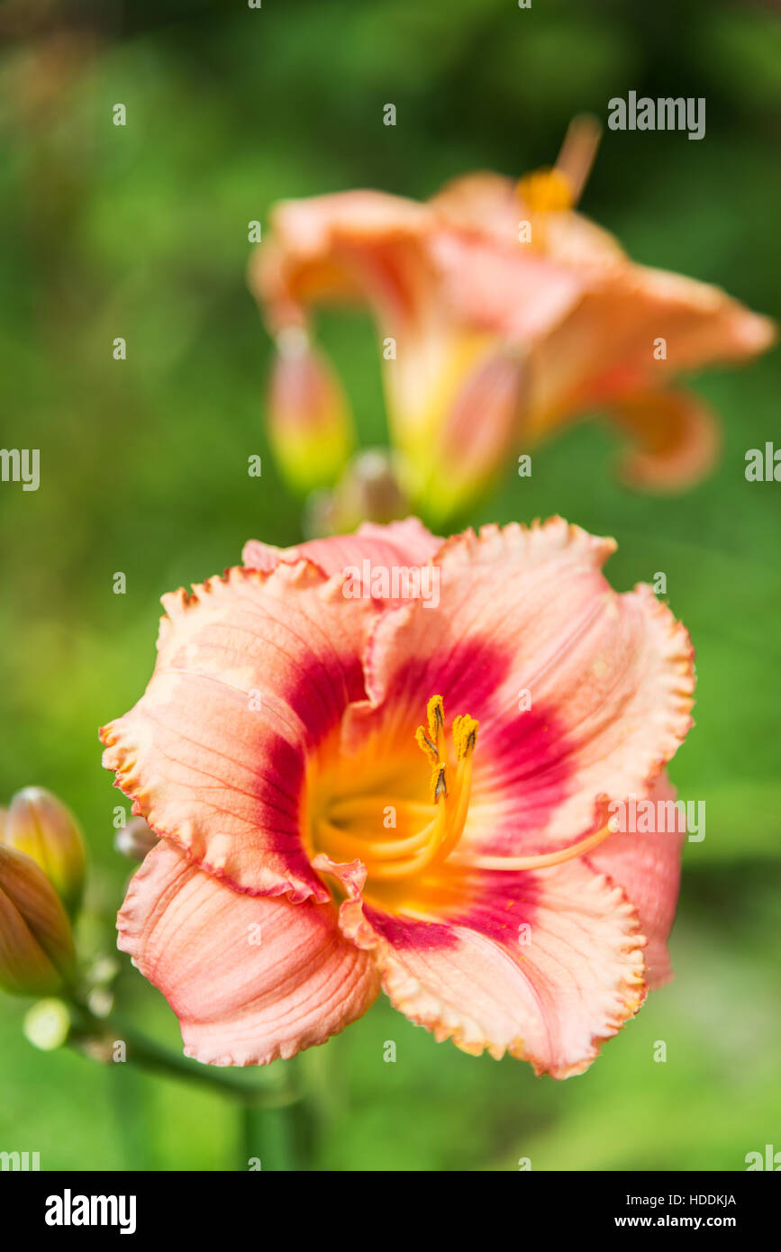 Large flower coral hi-res stock photography and images - Alamy