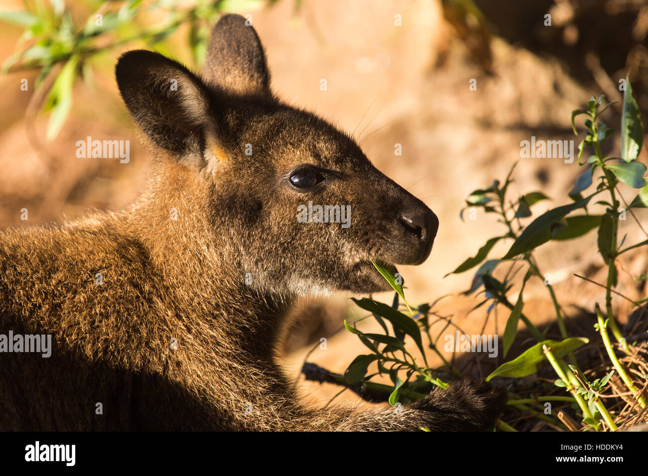 A wallaby eating green leaves in the sunlight Stock Photo - Alamy