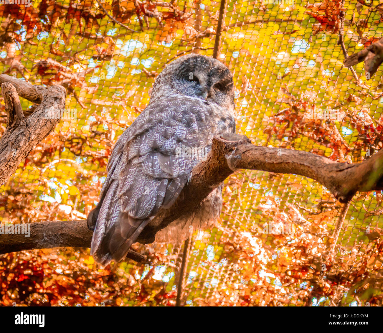 Grey Barred Owl perching on a tree branch Stock Photo - Alamy