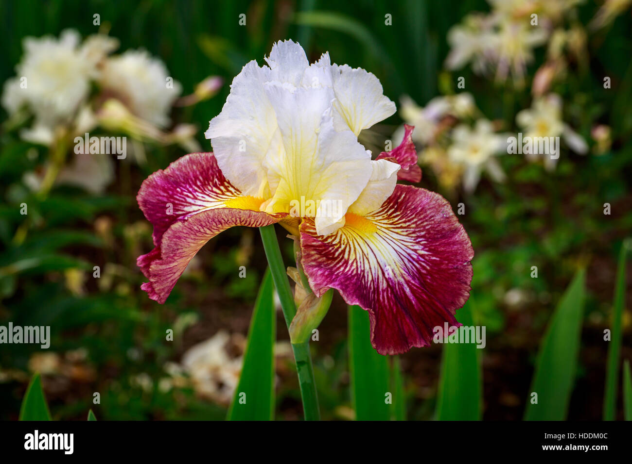 Beautiful bearded iris flower blooming in the garden Stock Photo - Alamy