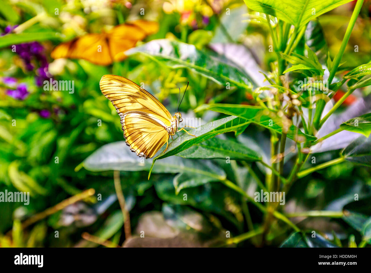Butterfly conservatory hi-res stock photography and images - Alamy