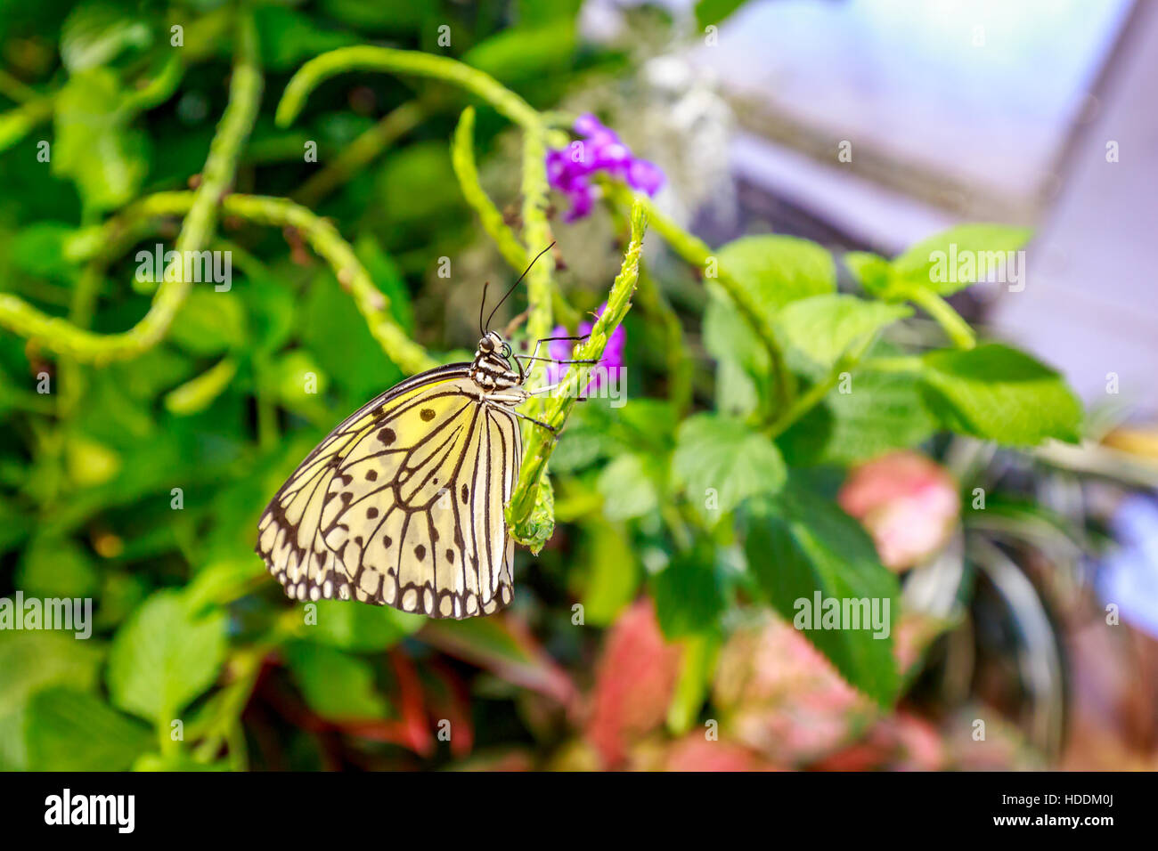 Butterfly conservatory hi-res stock photography and images - Alamy