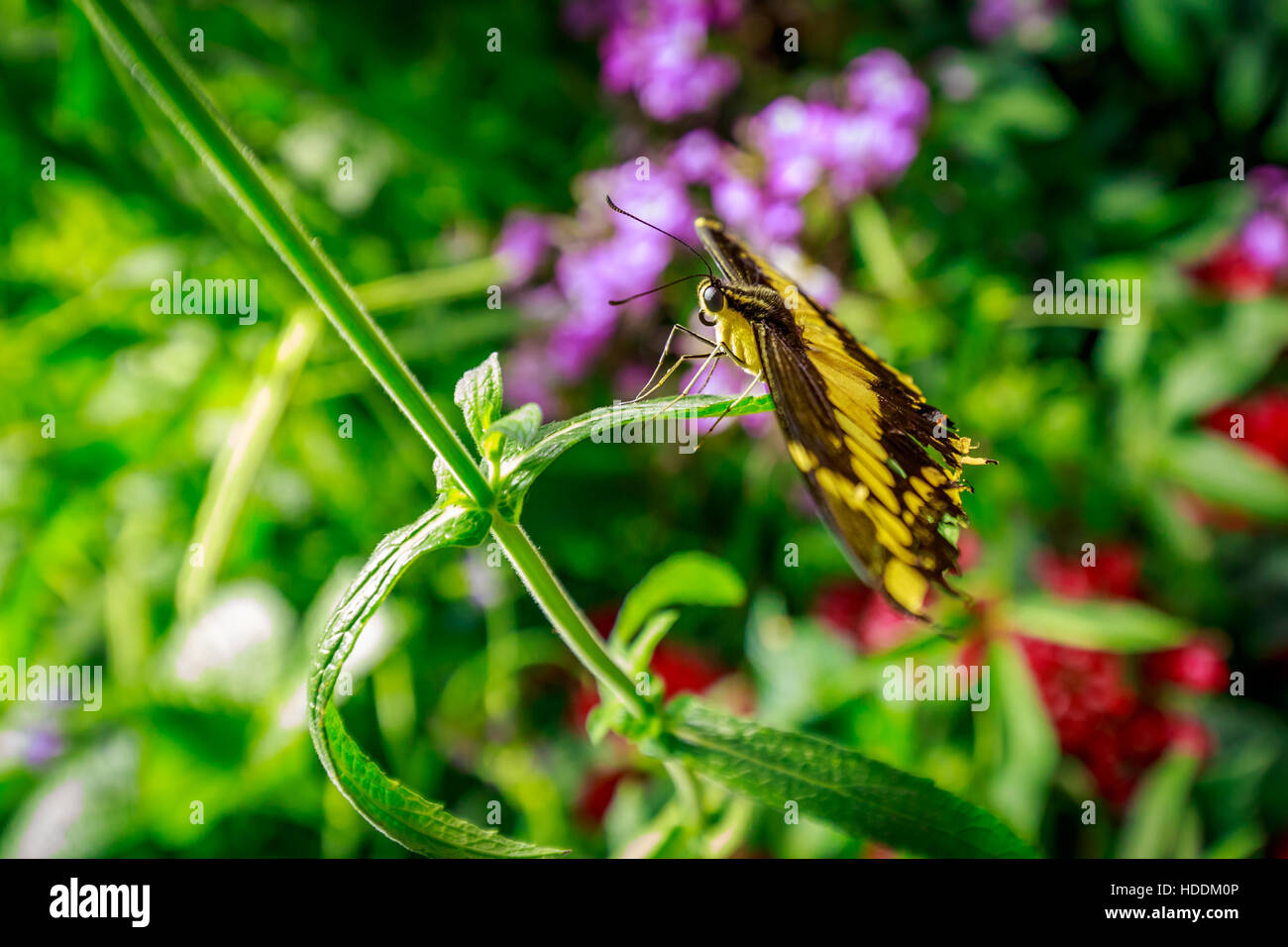 Beautiful butterfly observed in the Butterfly Conservatory of American ...