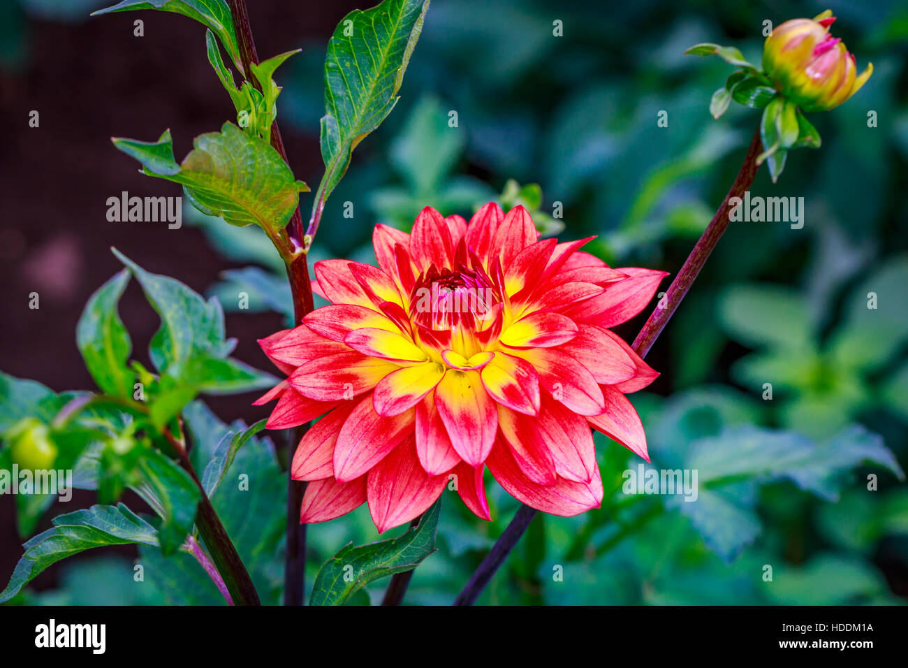 Closeup of dahlia flower in full bloom in the garden Stock Photo - Alamy