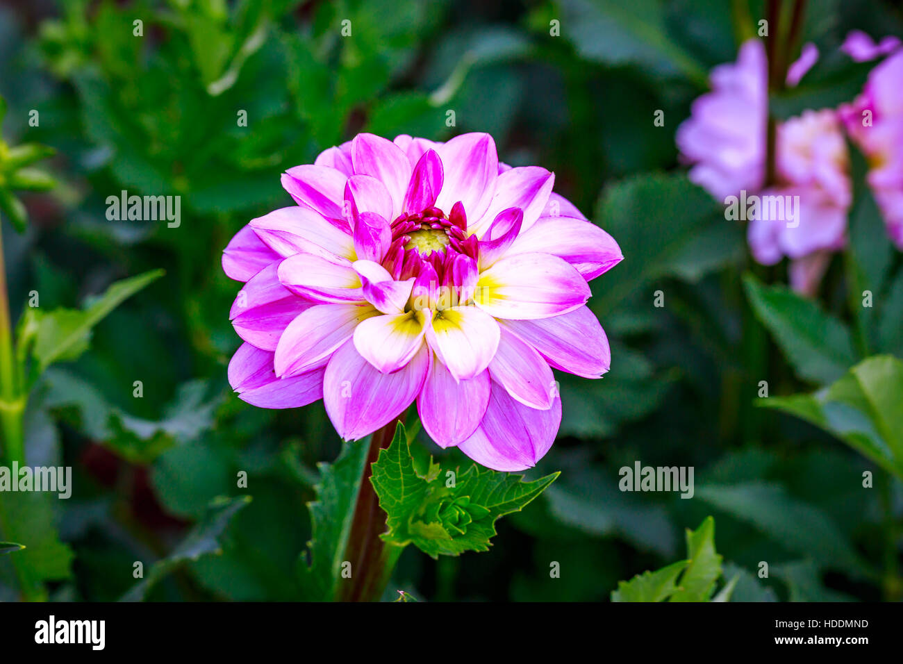 Closeup of dahlia flower in full bloom in the garden Stock Photo - Alamy