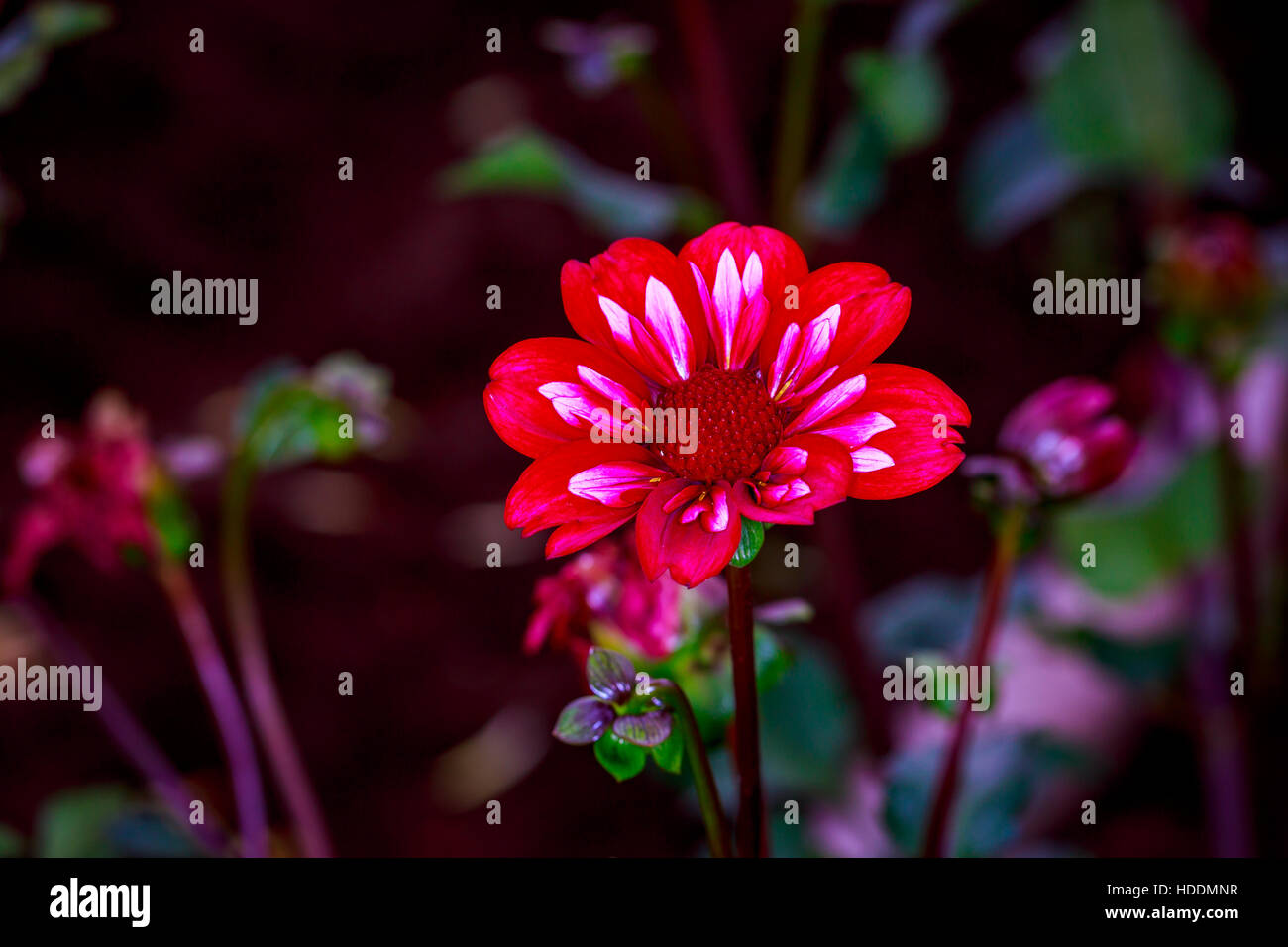 Closeup of dahlia flower in full bloom in the garden Stock Photo - Alamy