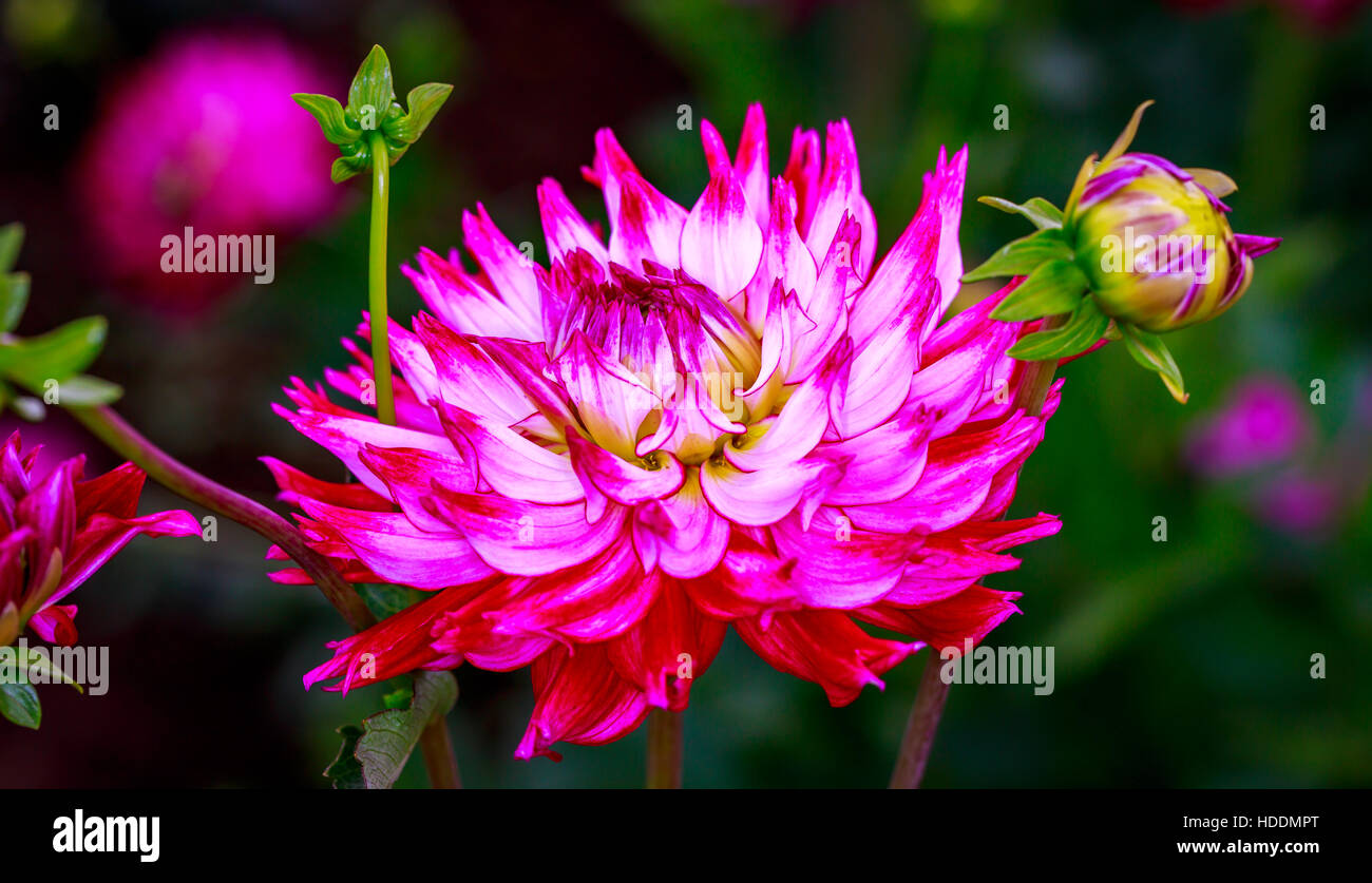 Closeup of dahlia flower in full bloom in the garden Stock Photo - Alamy
