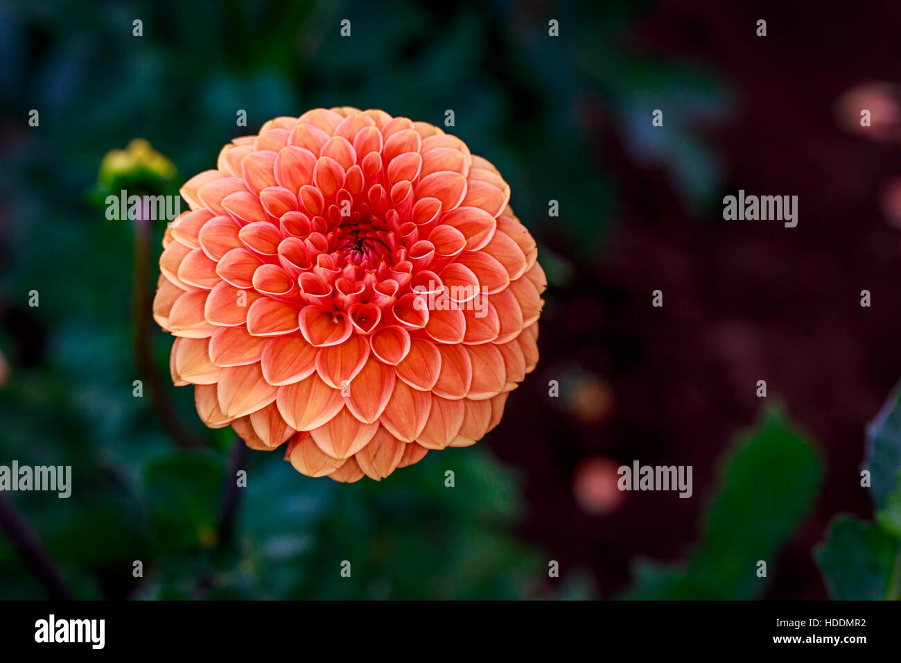 Closeup of dahlia flower in full bloom in the garden Stock Photo - Alamy