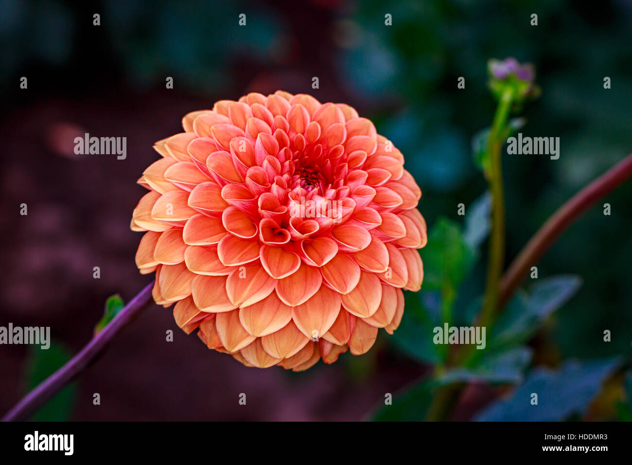 Closeup of dahlia flower in full bloom in the garden Stock Photo - Alamy