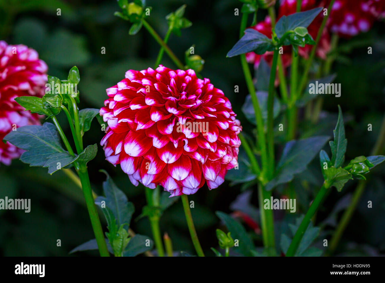 Closeup of dahlia flower in full bloom in the garden Stock Photo - Alamy