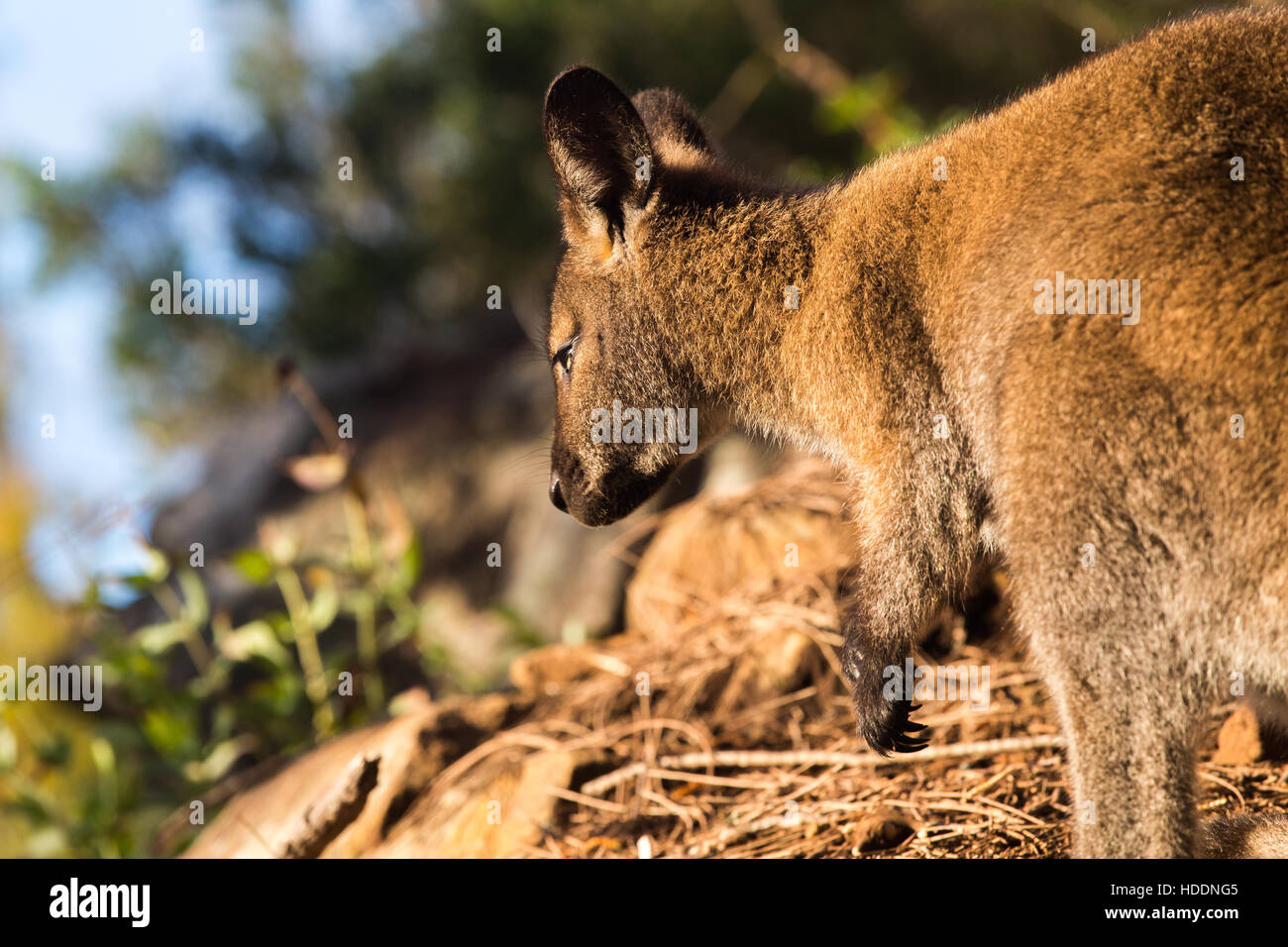 Wallaby in natural background lit by grazing light Stock Photo - Alamy