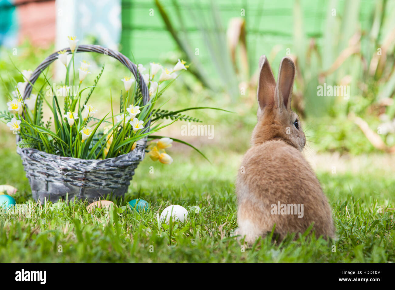 Cute rabbit on the grass Stock Photo - Alamy
