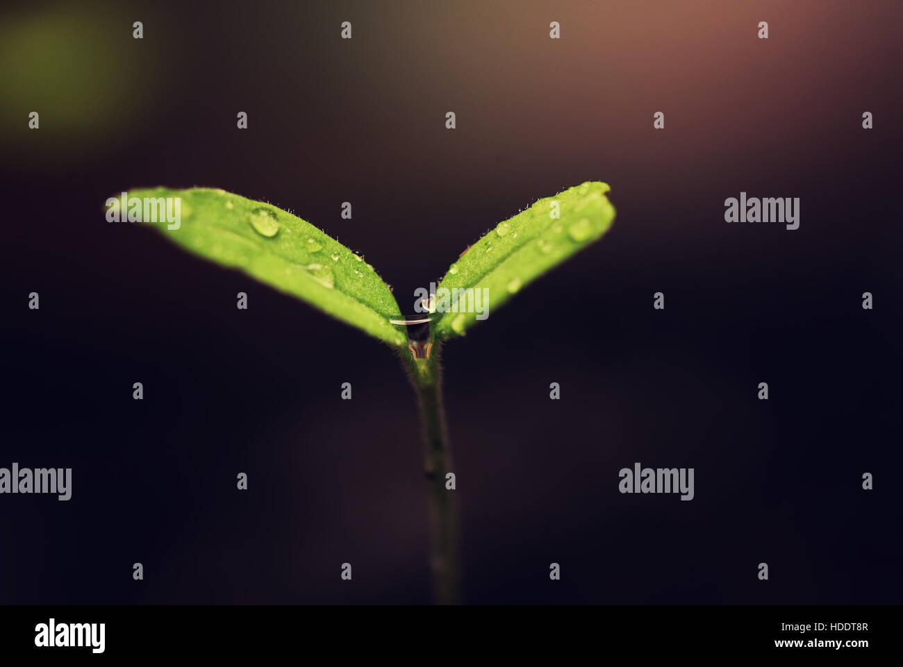 Prepended seedlings hi-res stock photography and images - Alamy