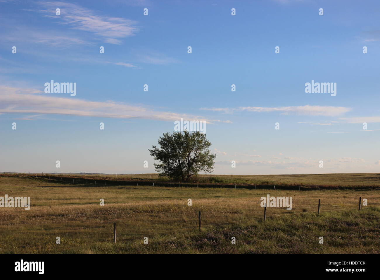 Lone tree on the prairies Stock Photo - Alamy