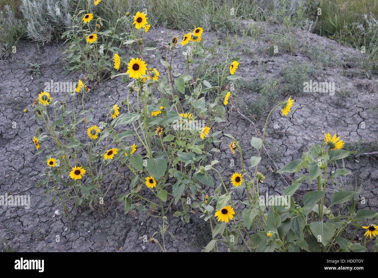 Sunflower pics hi-res stock photography and images - Alamy
