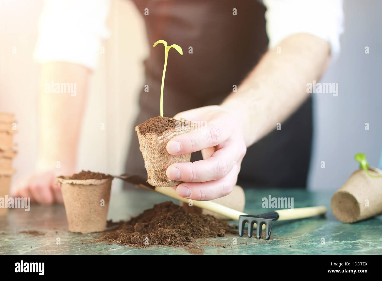 Prepended seedlings hi-res stock photography and images - Alamy