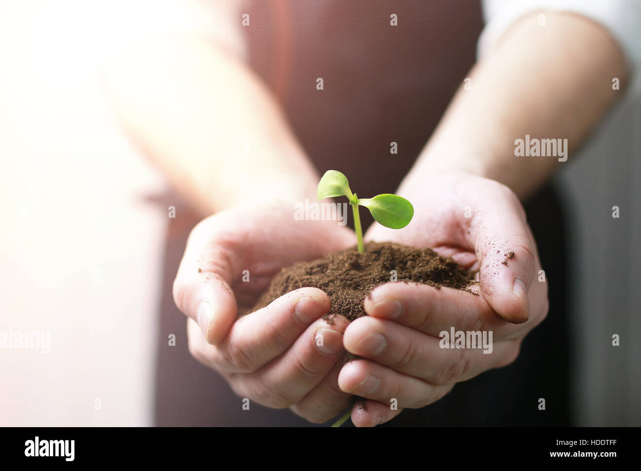 Prepended seedlings hi-res stock photography and images - Alamy