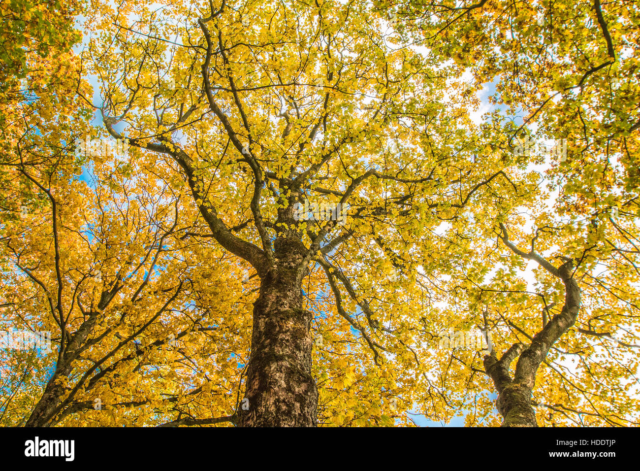 Tree changing colors hi-res stock photography and images - Alamy