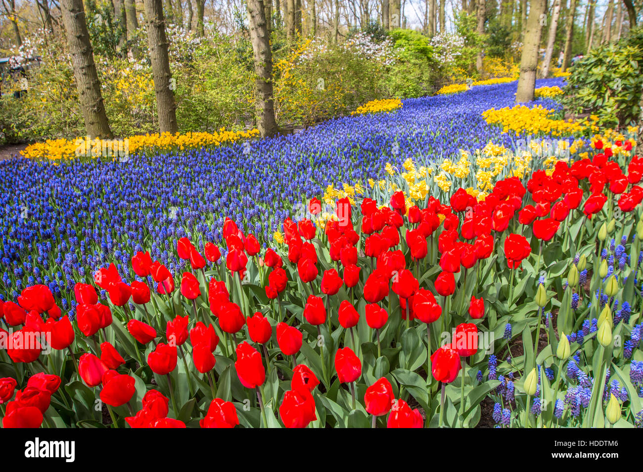 Dutch flower garden during spring bloom in Holland Stock Photo - Alamy