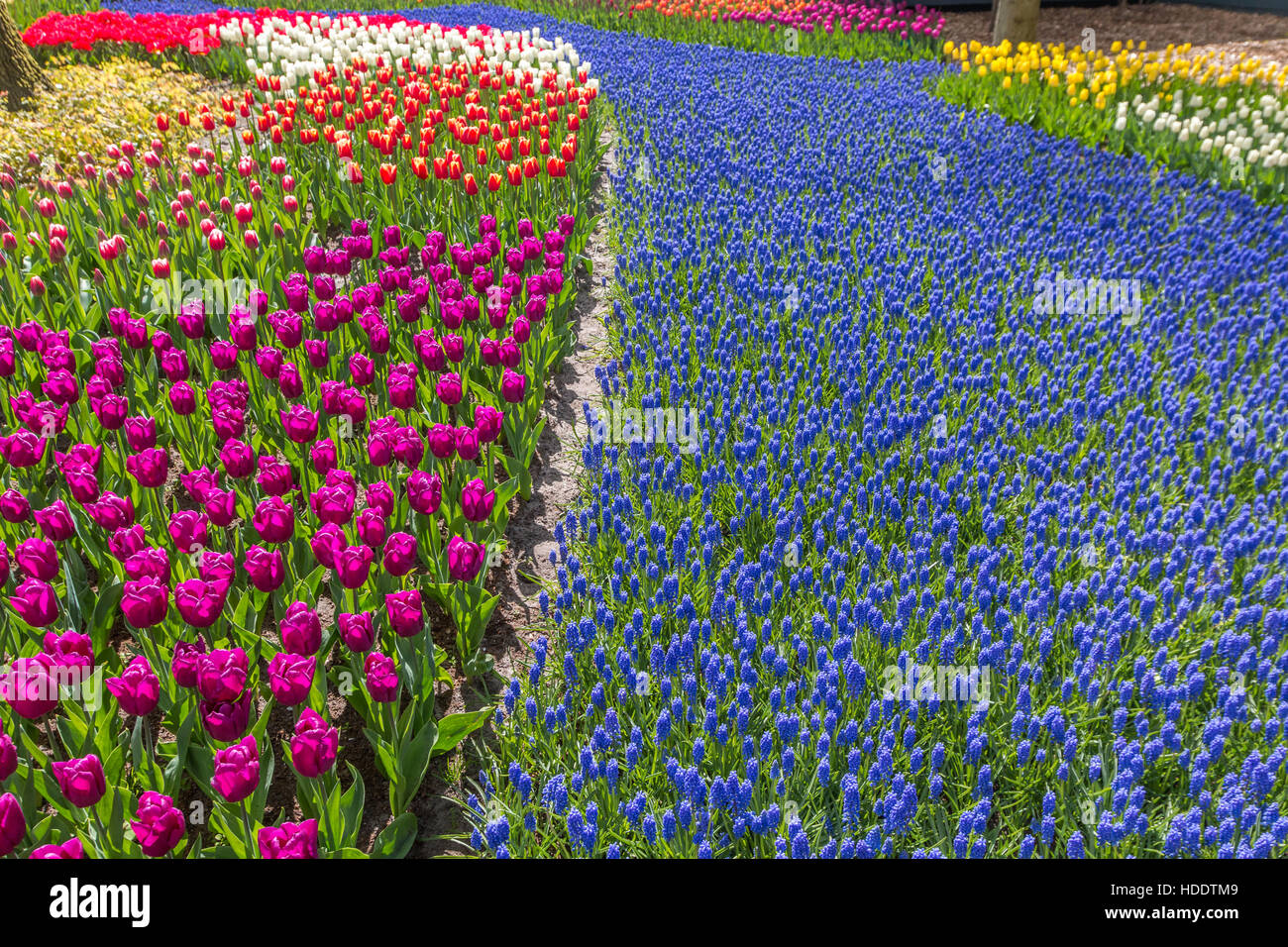 Holland Flowers in Spring Stock Photo - Alamy
