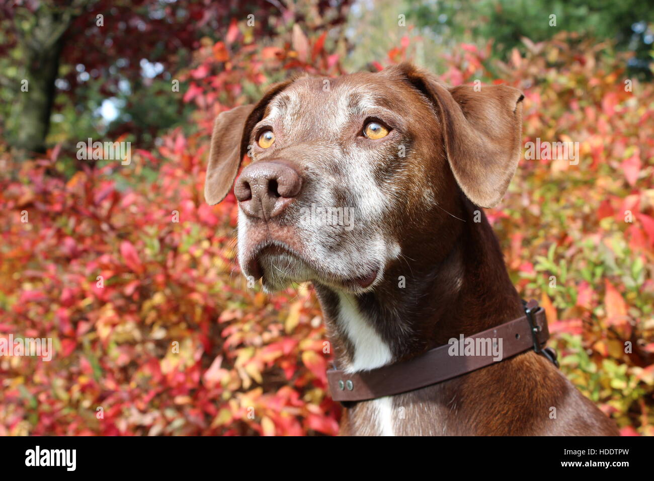 Pointer Yellow Lab Mix
