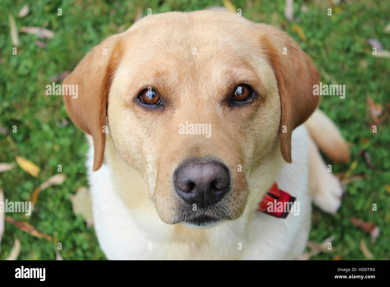 Mans best friend pics hi-res stock photography and images - Alamy