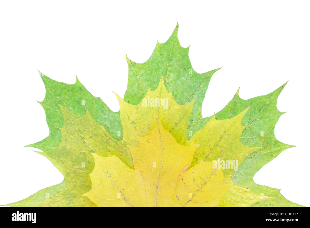 Colorful autumn maple leaf isolated on white background Stock Photo - Alamy