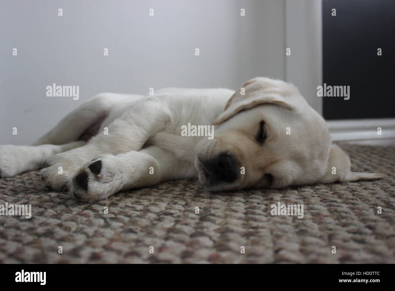 Yellow Lab Puppy Sleeping
