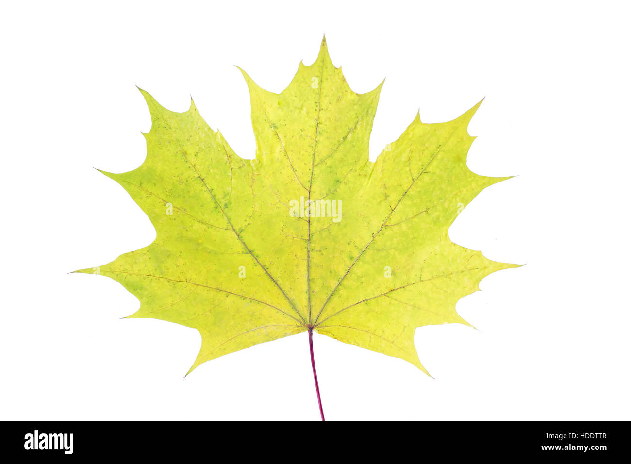 Colorful autumn maple leaf isolated on white background Stock Photo - Alamy