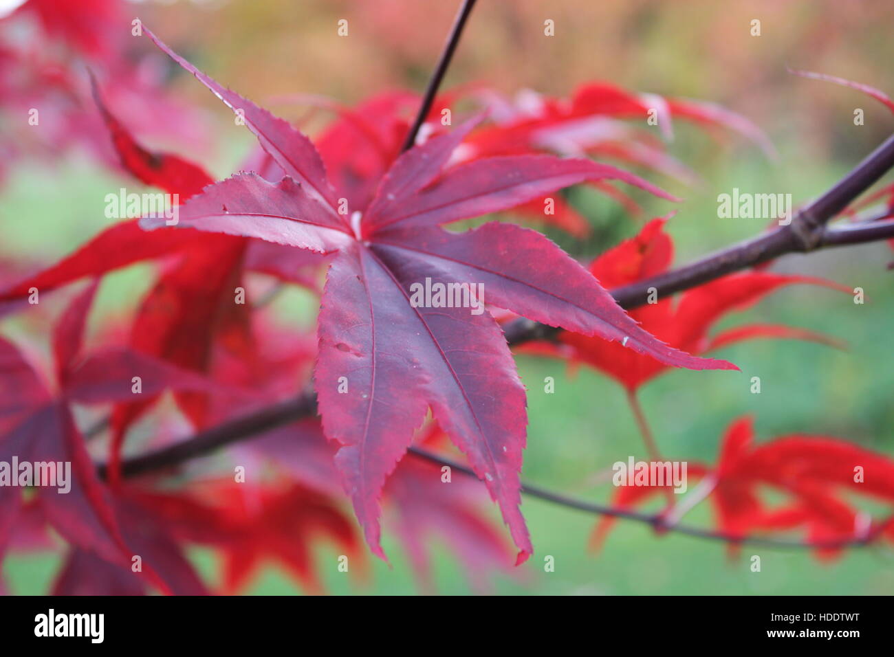 Dark red japanese maple tree hi-res stock photography and images - Alamy