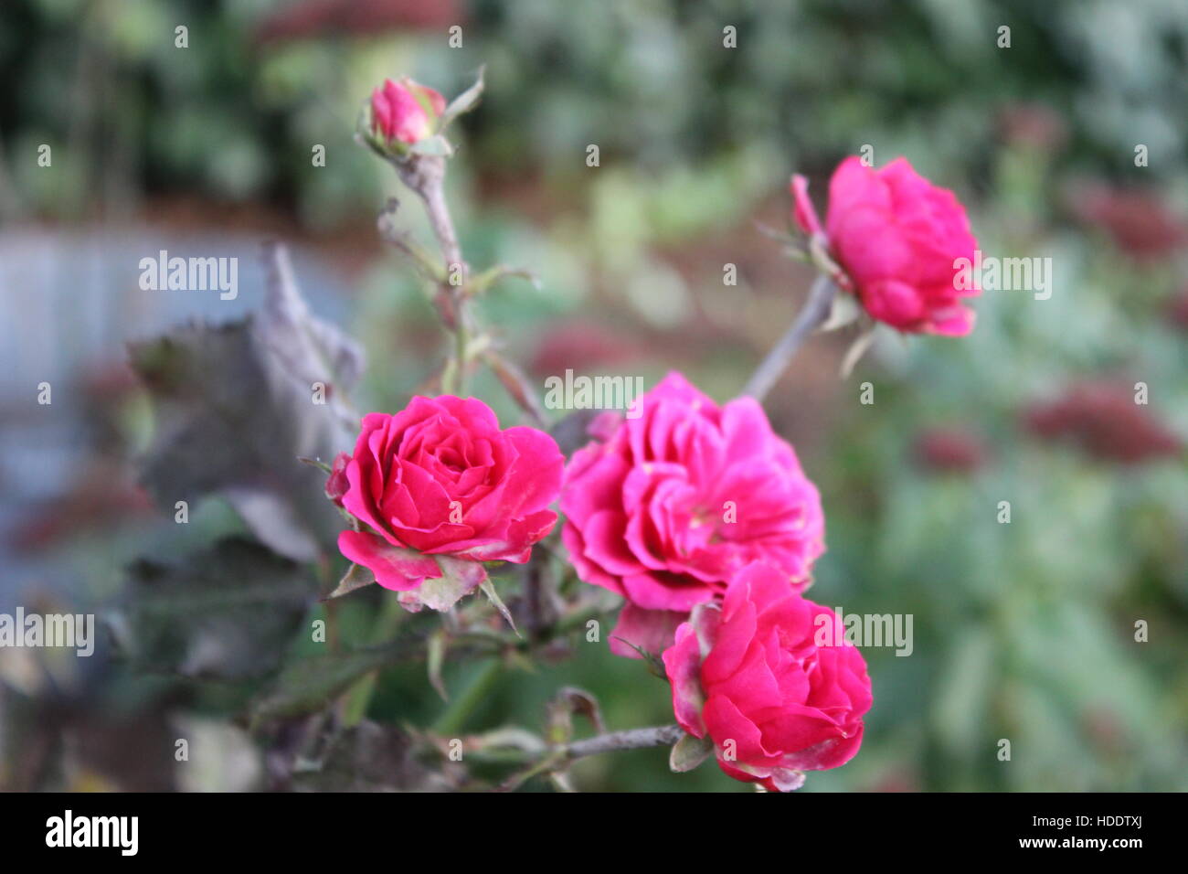 Rose bush stems hi-res stock photography and images - Alamy