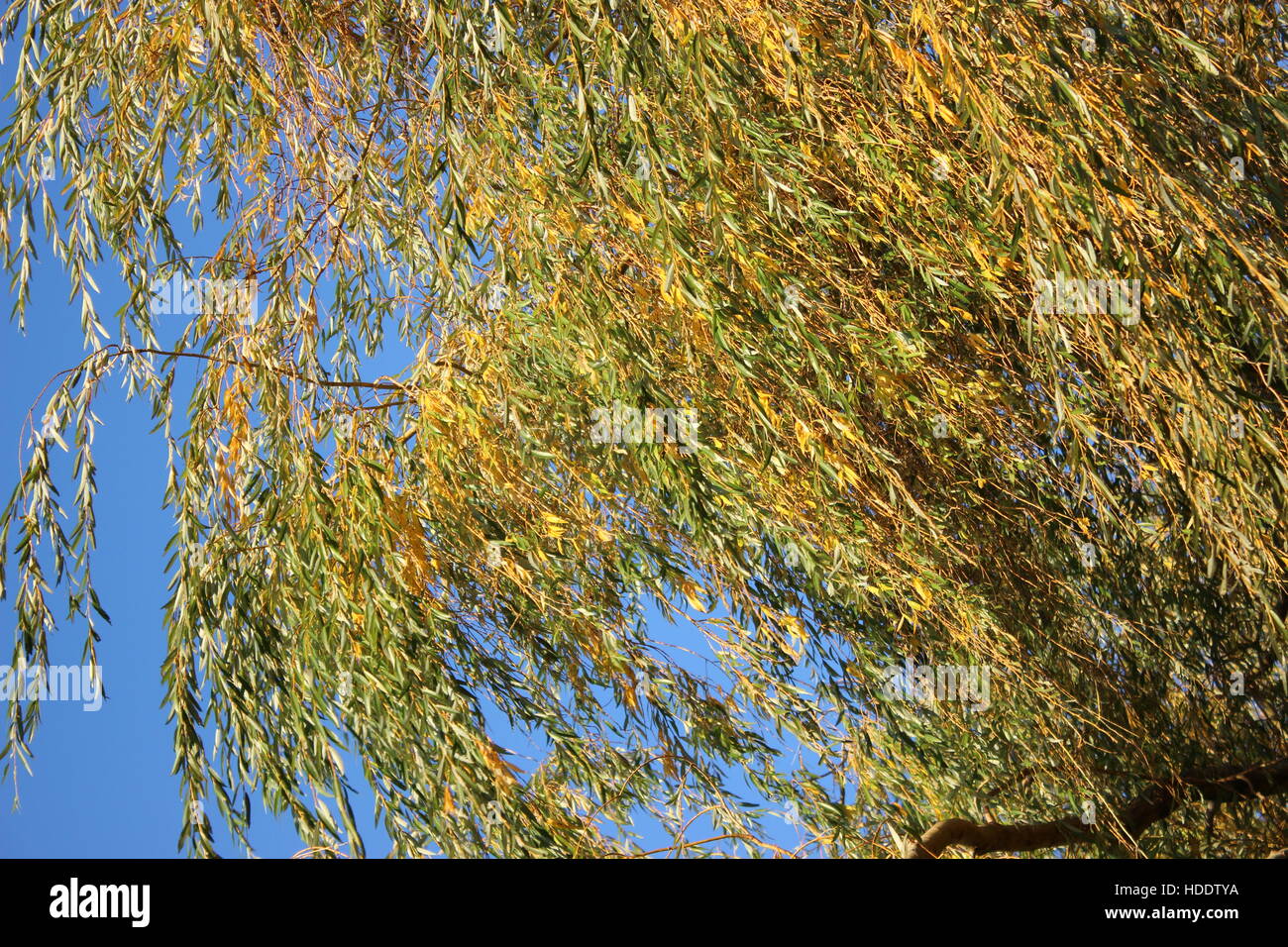 Willow leaves with hi-res stock photography and images - Alamy