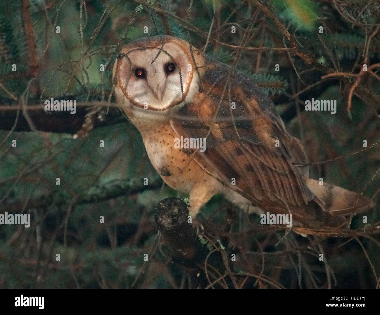 A wild Barn Owl sits on a tree perch in the Oregon Coast National ...
