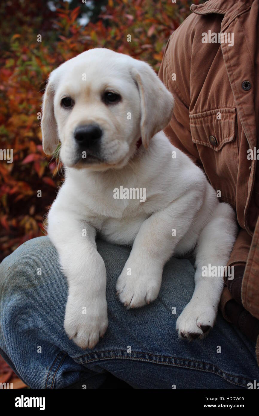 Sitting black lab hi-res stock photography and images - Alamy