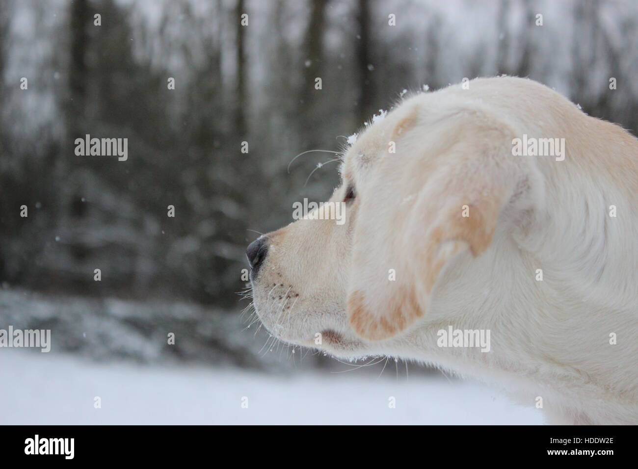 Black labrador puppy snow hi-res stock photography and images - Alamy