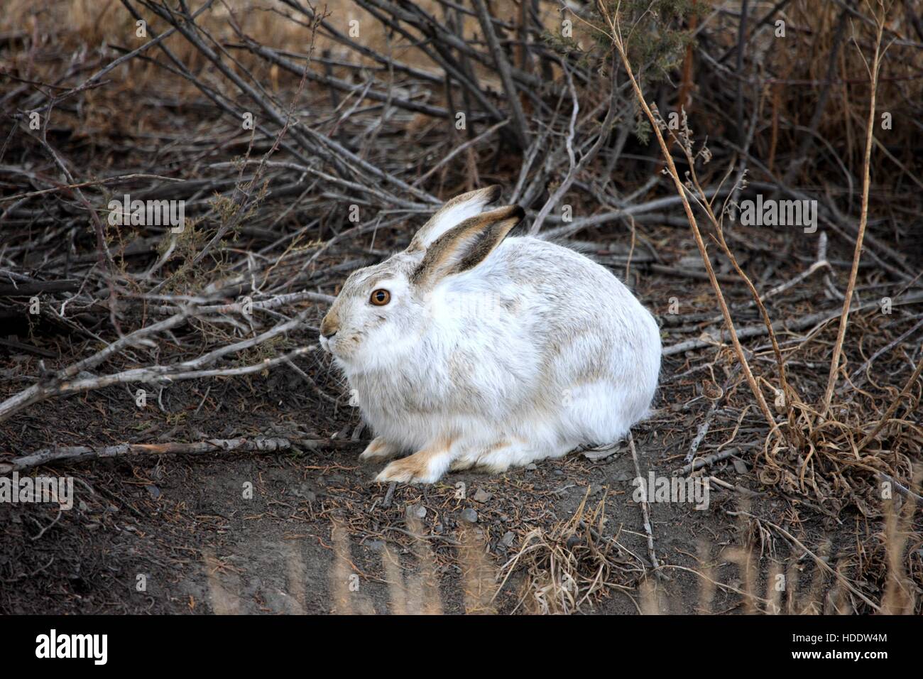 L townsendii hi-res stock photography and images - Alamy
