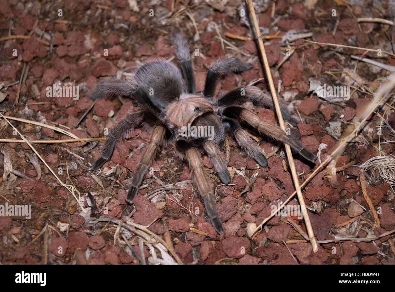 Tarantula spider in zion national park hi-res stock photography and ...