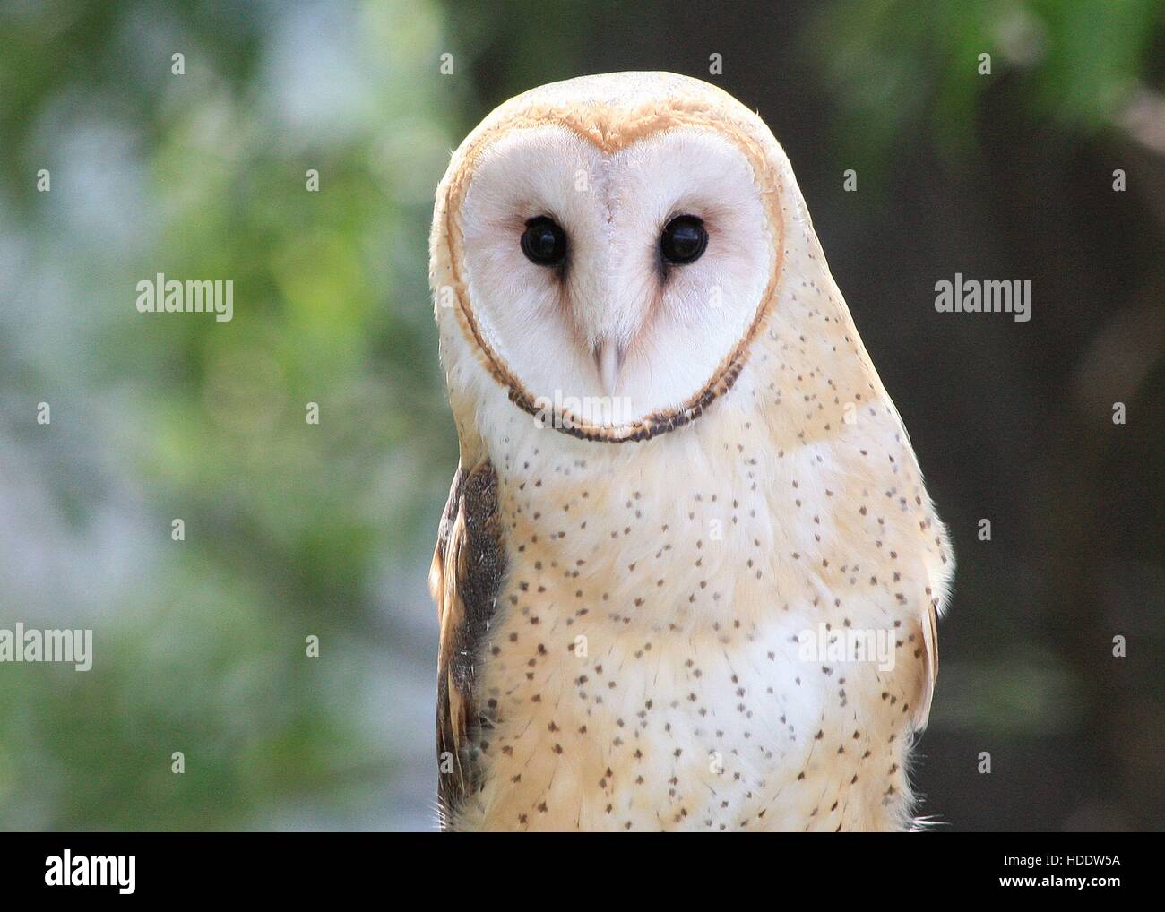 A captive Barn Owl from the Blue Mountain Wildlife preserve at the Ladd ...