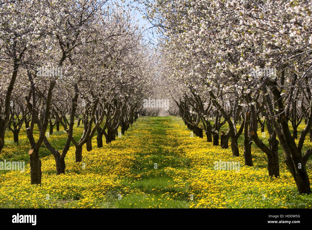 Rows of tart cherry blossom trees bloom in a field of dandelions on an ...