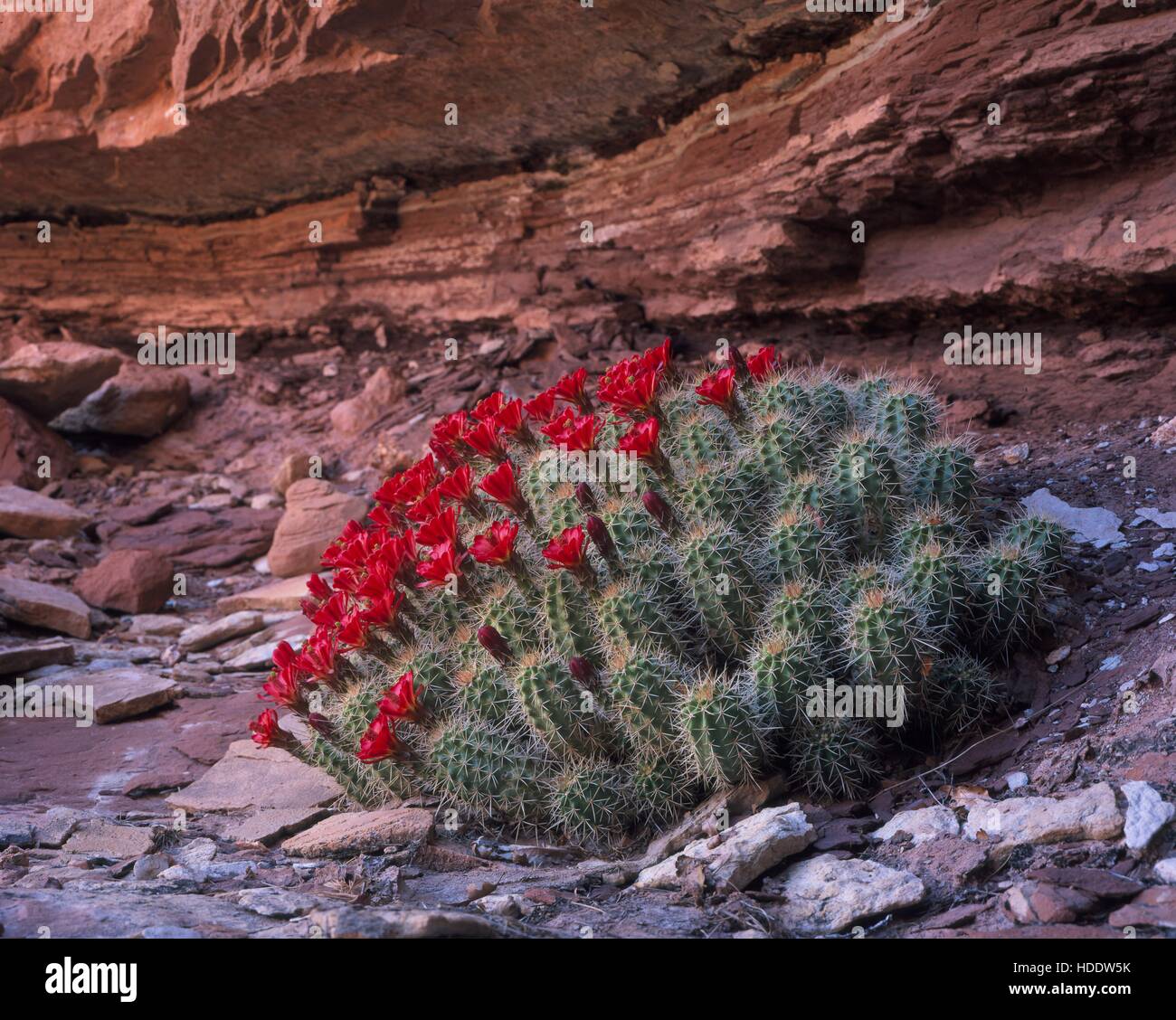 Triglochiadtus hi-res stock photography and images - Alamy