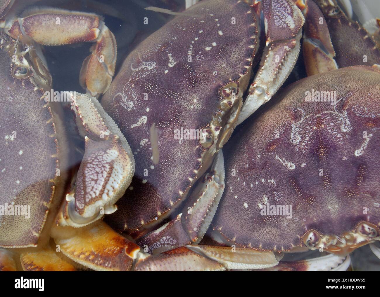 Fresh wild-caught Dungeness crabs sit in water after being caught on a ...