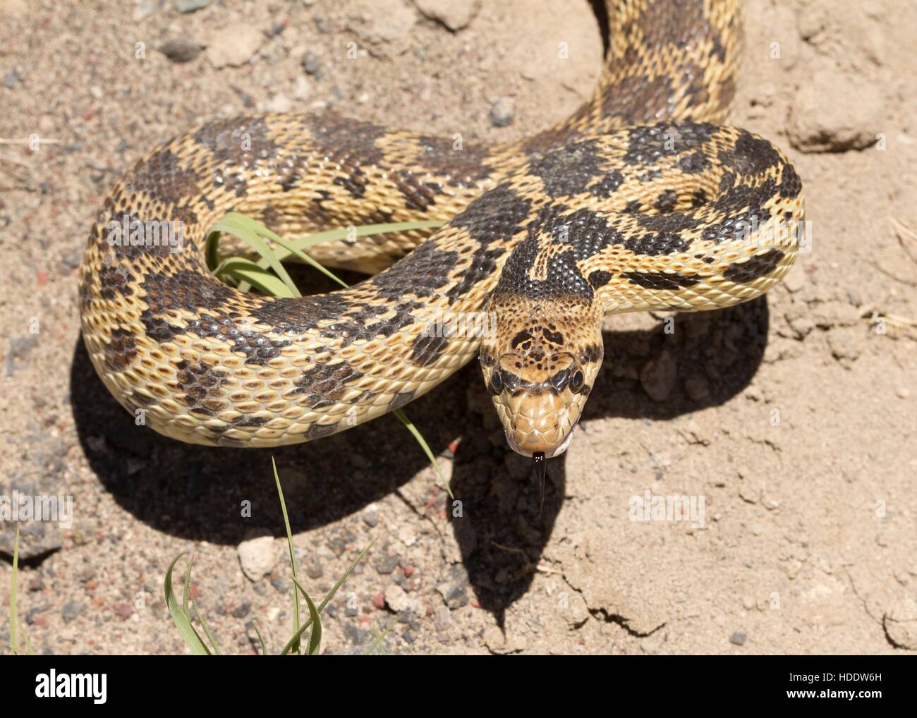 Slithers hi-res stock photography and images - Alamy