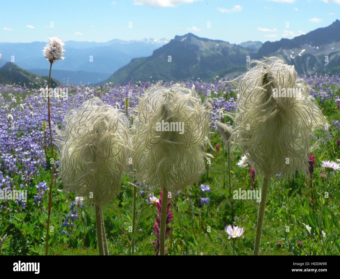 The fluffy, feather-like Western pasqueflower seed heads grow in the ...