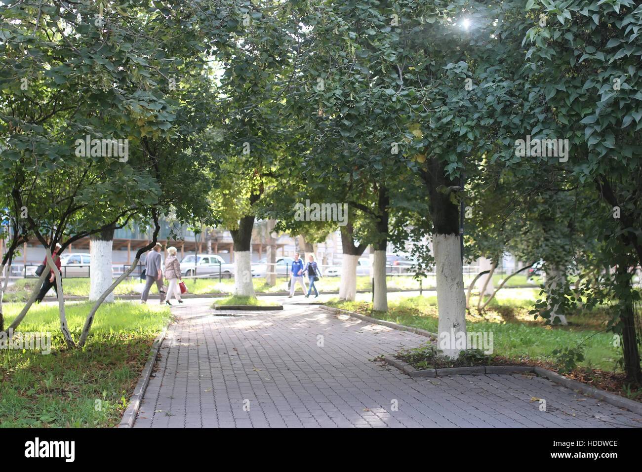leafy park in a bright sunny day at sunset in the summer month of ...