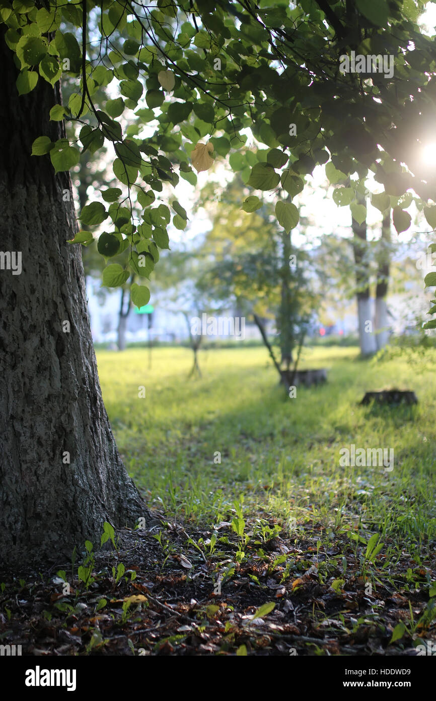 leafy park in a bright sunny day at sunset in the summer month of ...